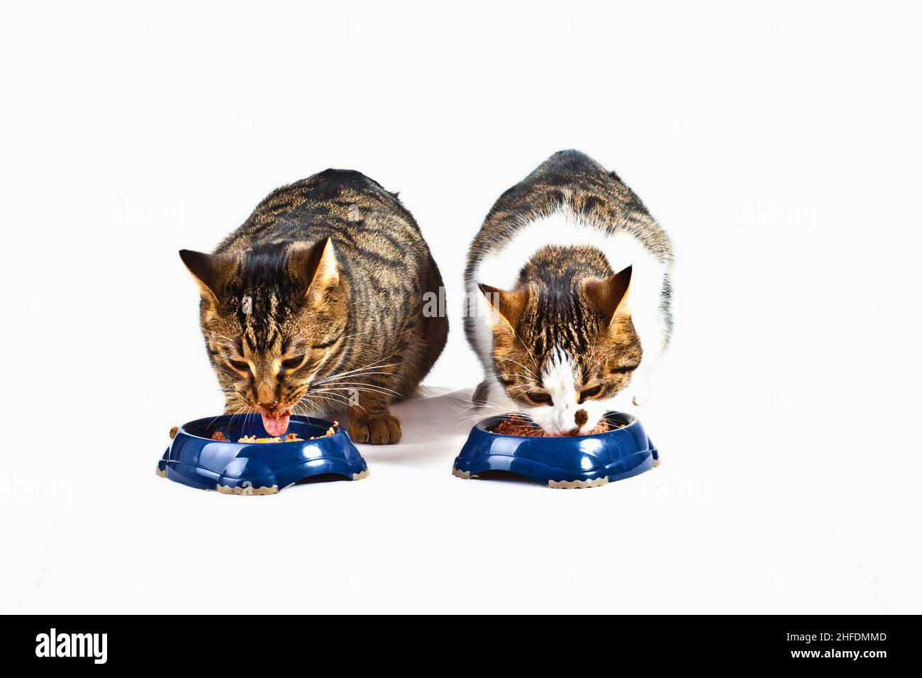 two hungry cats have their meal Stock Photo - Alamy