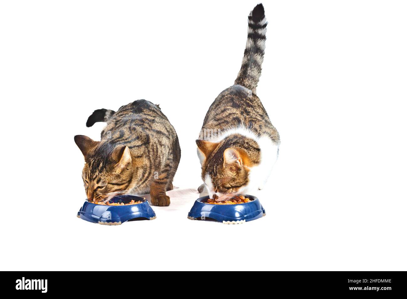 two hungry cats have their meal Stock Photo - Alamy