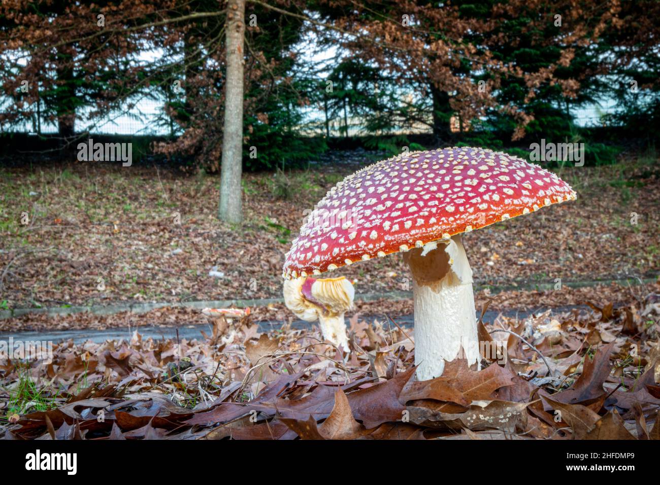 Amanita Muscaria mushroom with beautiful red color and texture ...