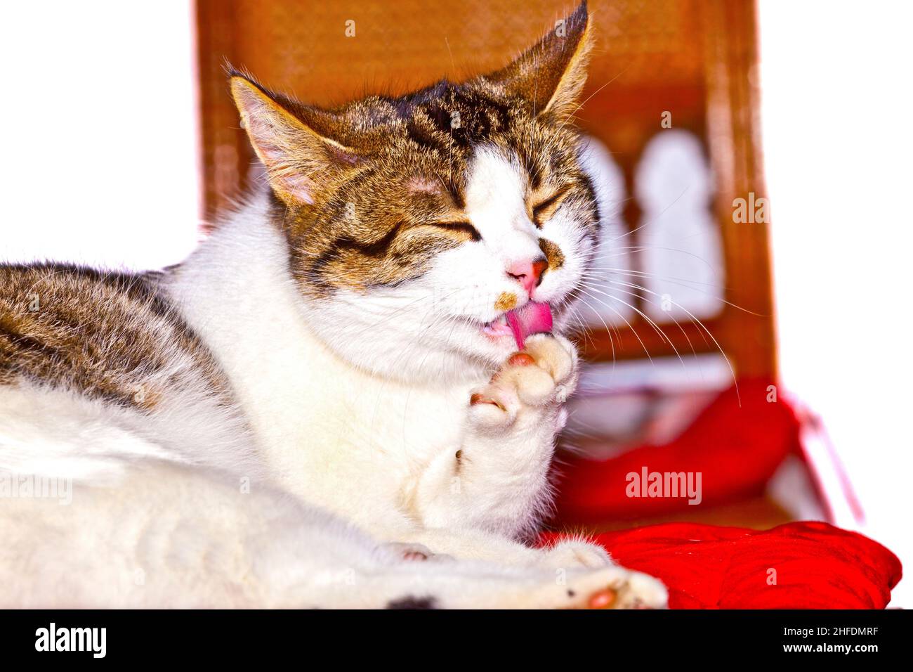 cat enjoys lying at a chair in the living room Stock Photo - Alamy