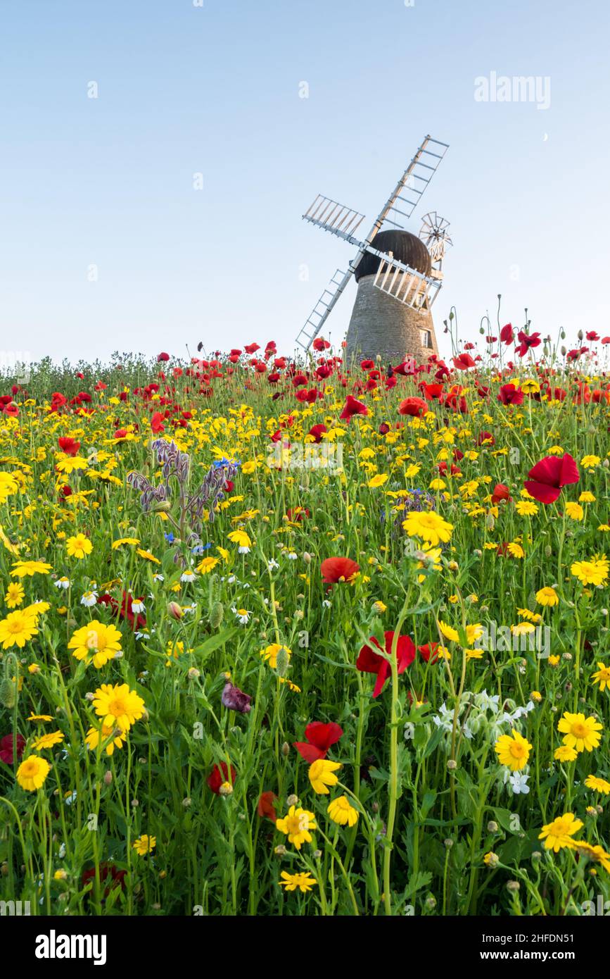 Wild Flowers growing in Summer, at Whitburn Mill, Whitburn, South ...