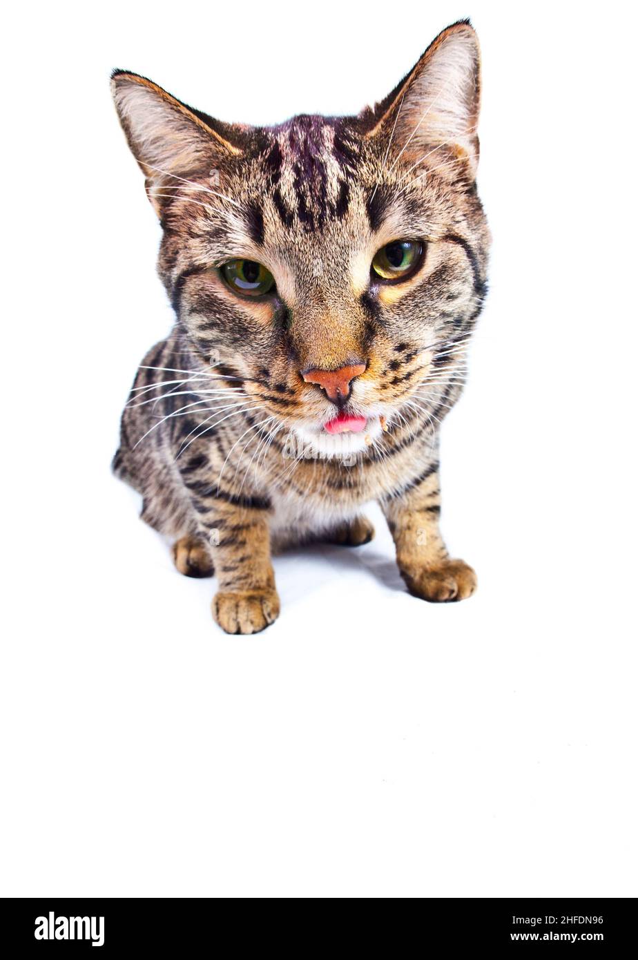 hungry cat eating from the food bowl Stock Photo - Alamy