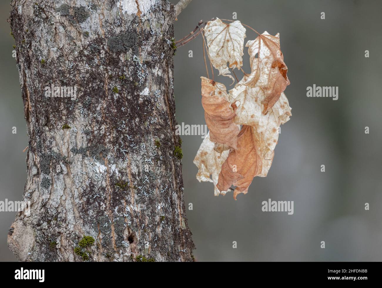 Wilted leaves on a tree with mottled bark Stock Photo - Alamy