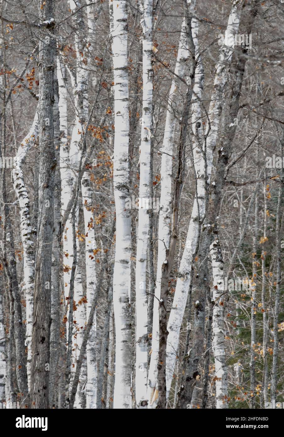 Tree trunks by winter hi-res stock photography and images - Alamy