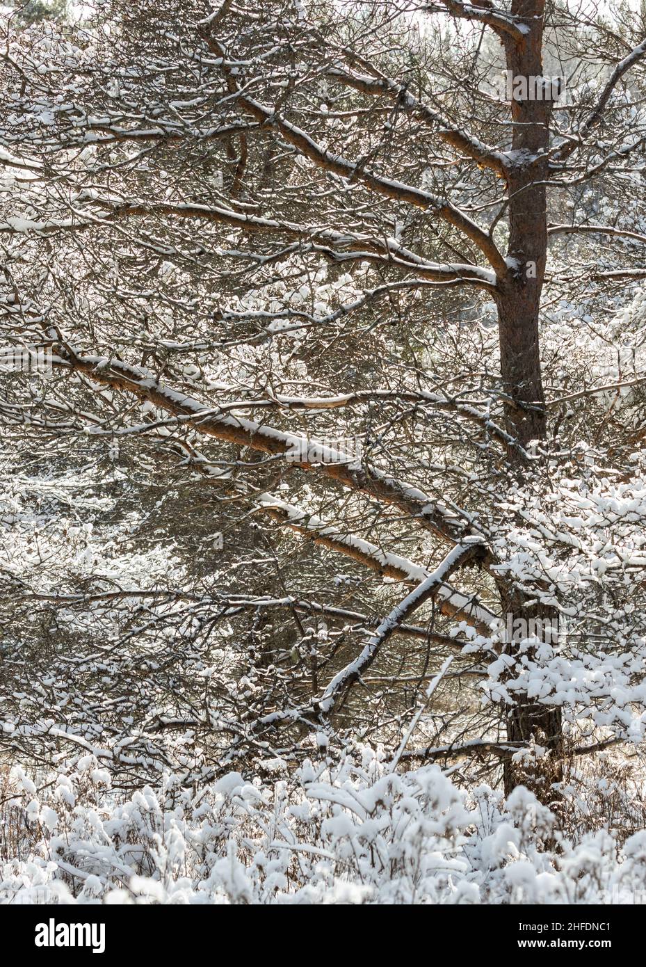 Snow covered branches of a large tree Stock Photo - Alamy