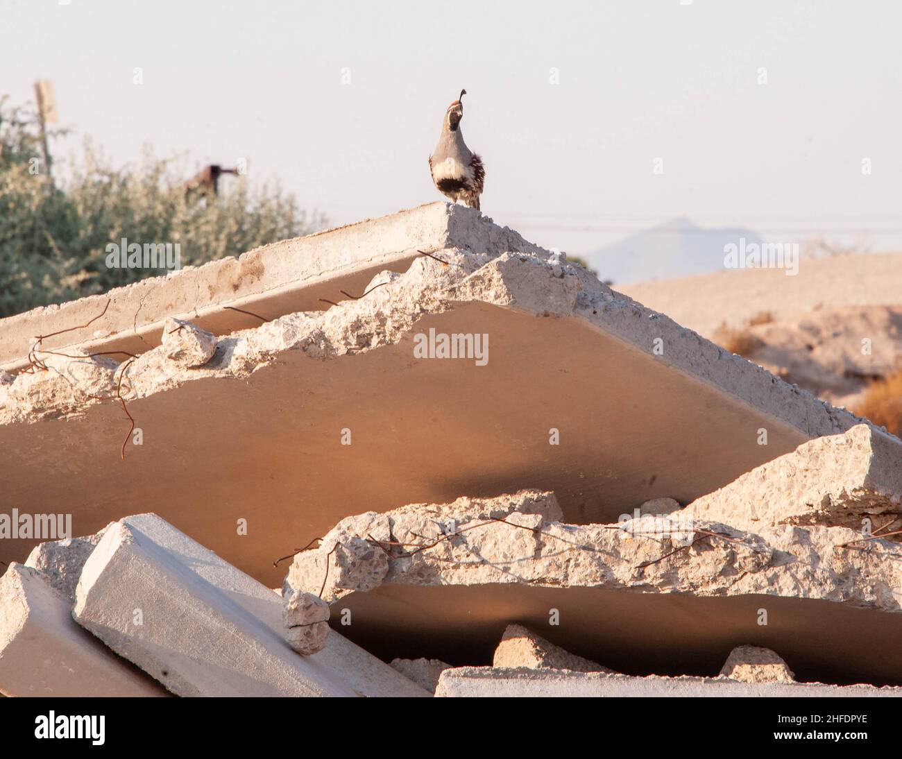 California quail flight hi-res stock photography and images - Alamy