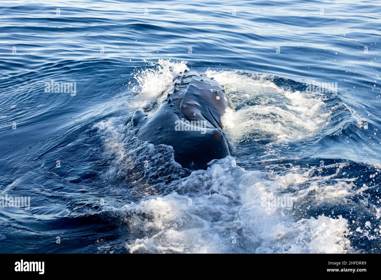 Side of a Humpback Whale Stock Photo - Alamy