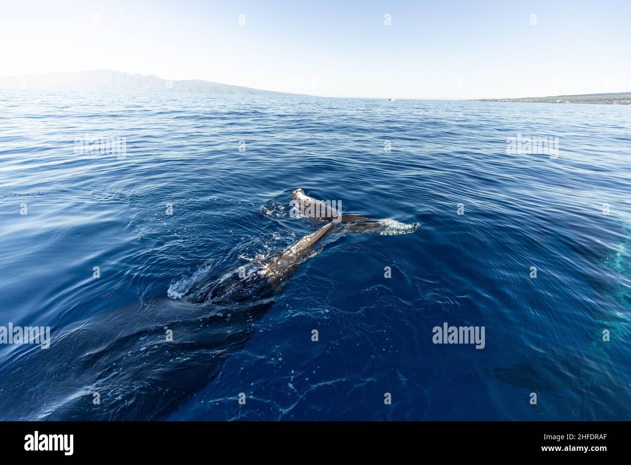 Humpback Whale Tail in Maui, Hawaii Stock Photo - Alamy