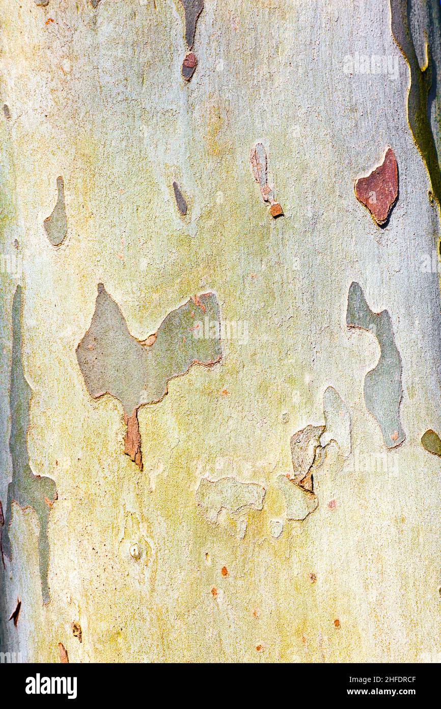 pattern of beautiful plane tree Stock Photo - Alamy