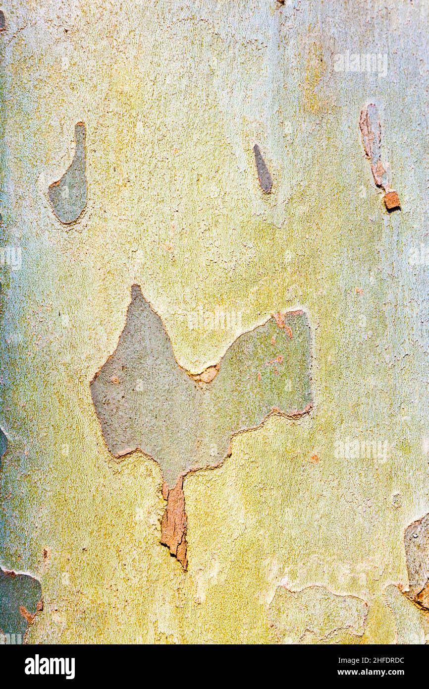 pattern of beautiful plane tree Stock Photo - Alamy