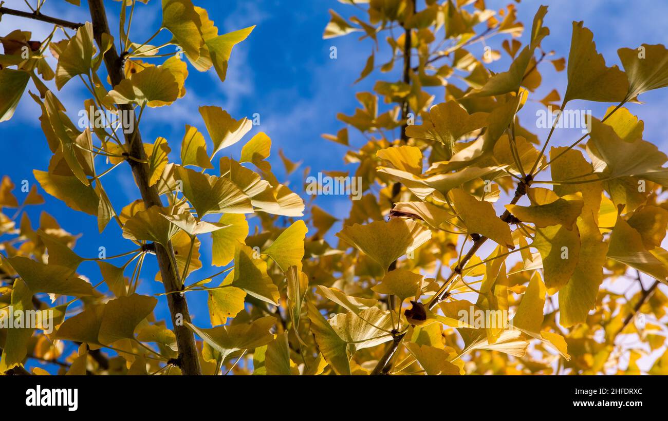 A young Ginkgo Biloba tree with yellow leaves in autumn forest ...