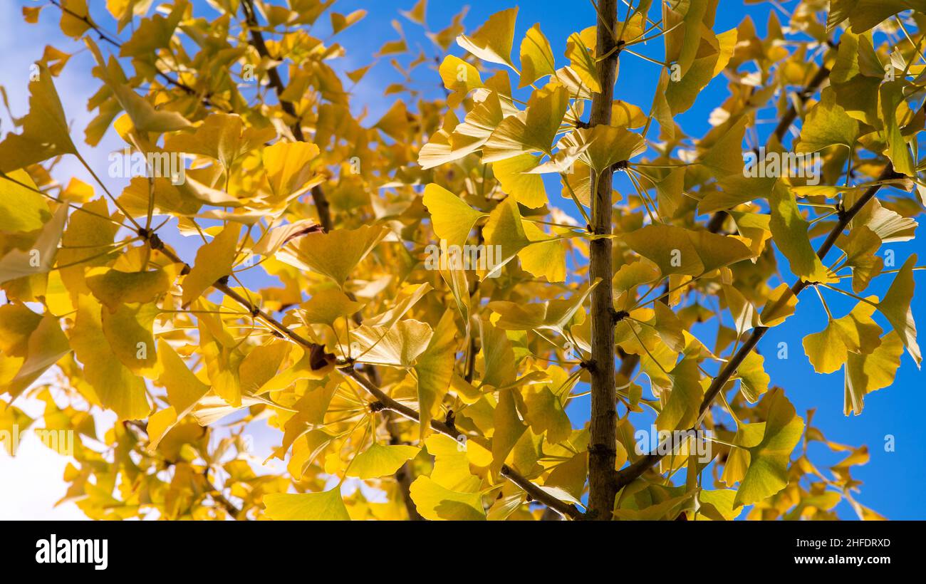 A young Ginkgo Biloba tree with yellow leaves in autumn forest ...