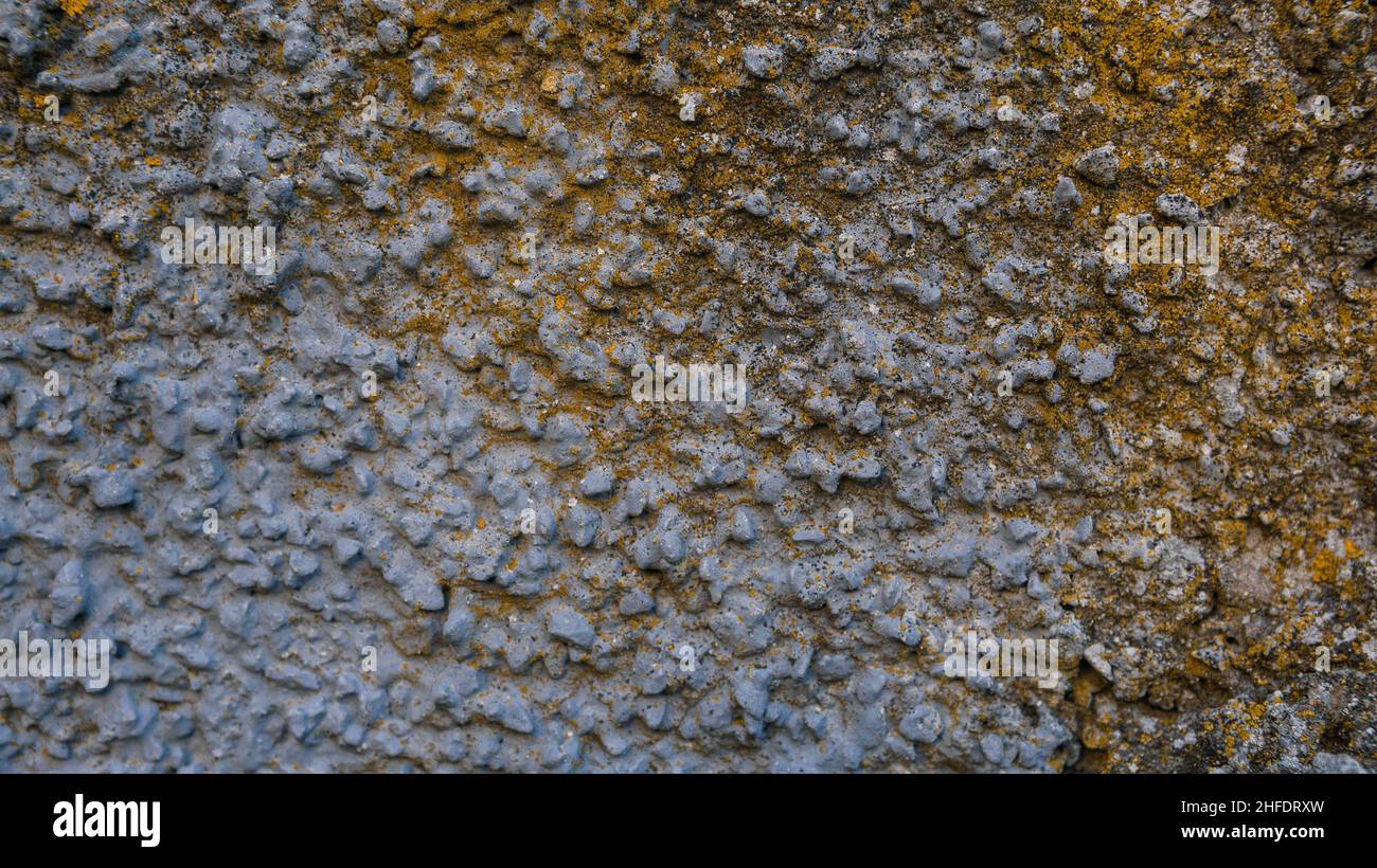 High detailed of yellow moss fragment over gray drip wall background ...