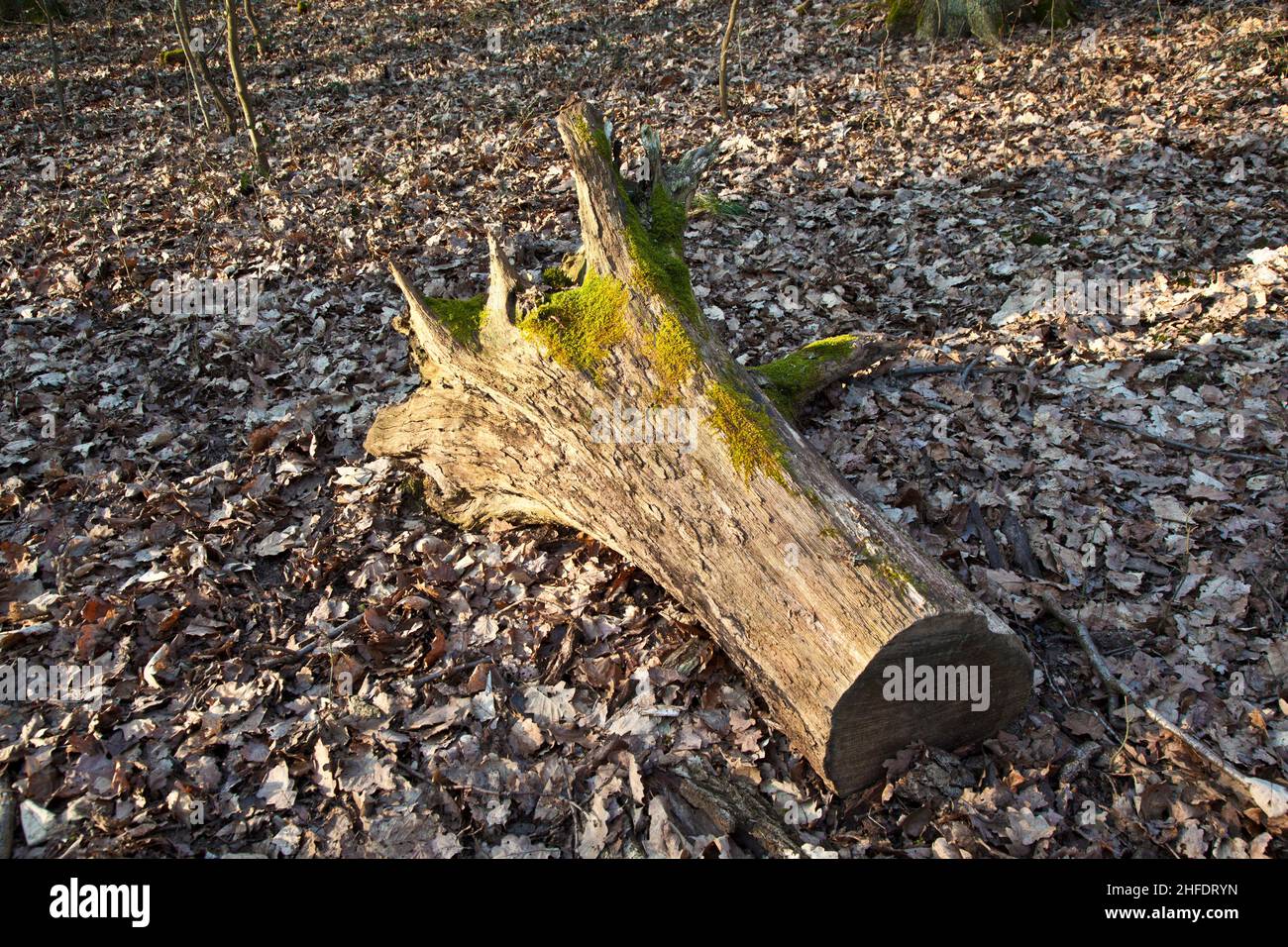 Branch structure of an old oak tree in autumn hi-res stock photography ...