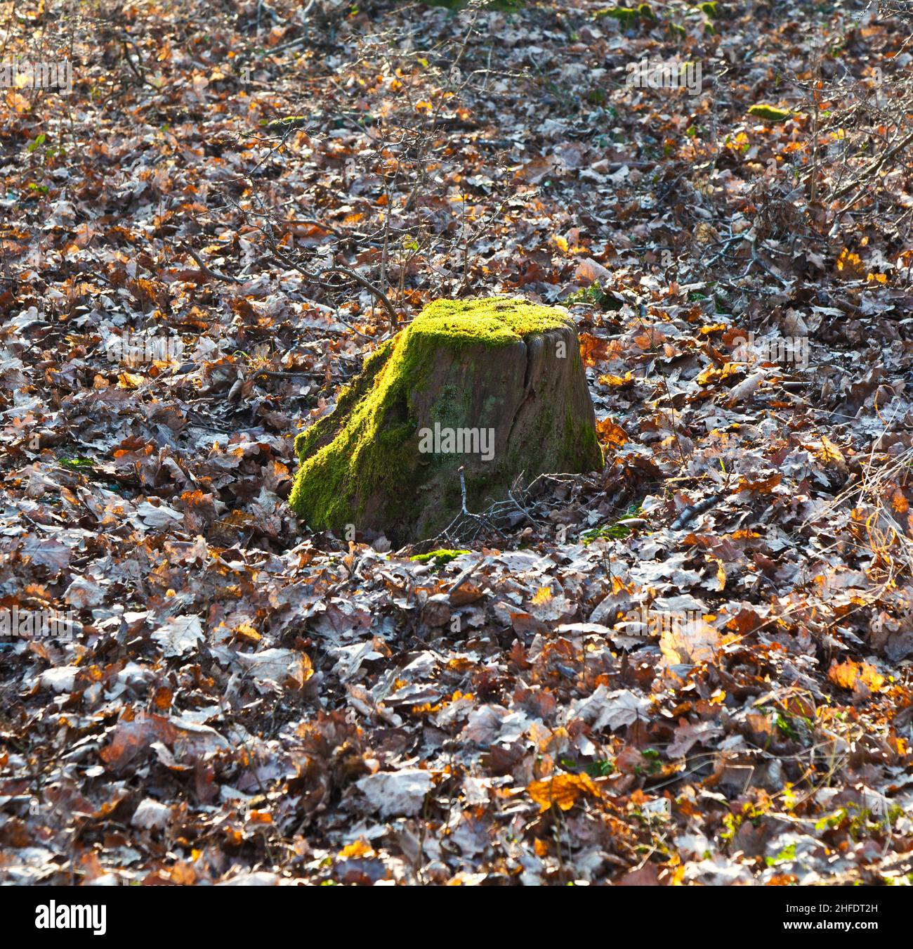 stump of oak tree in forest Stock Photo - Alamy