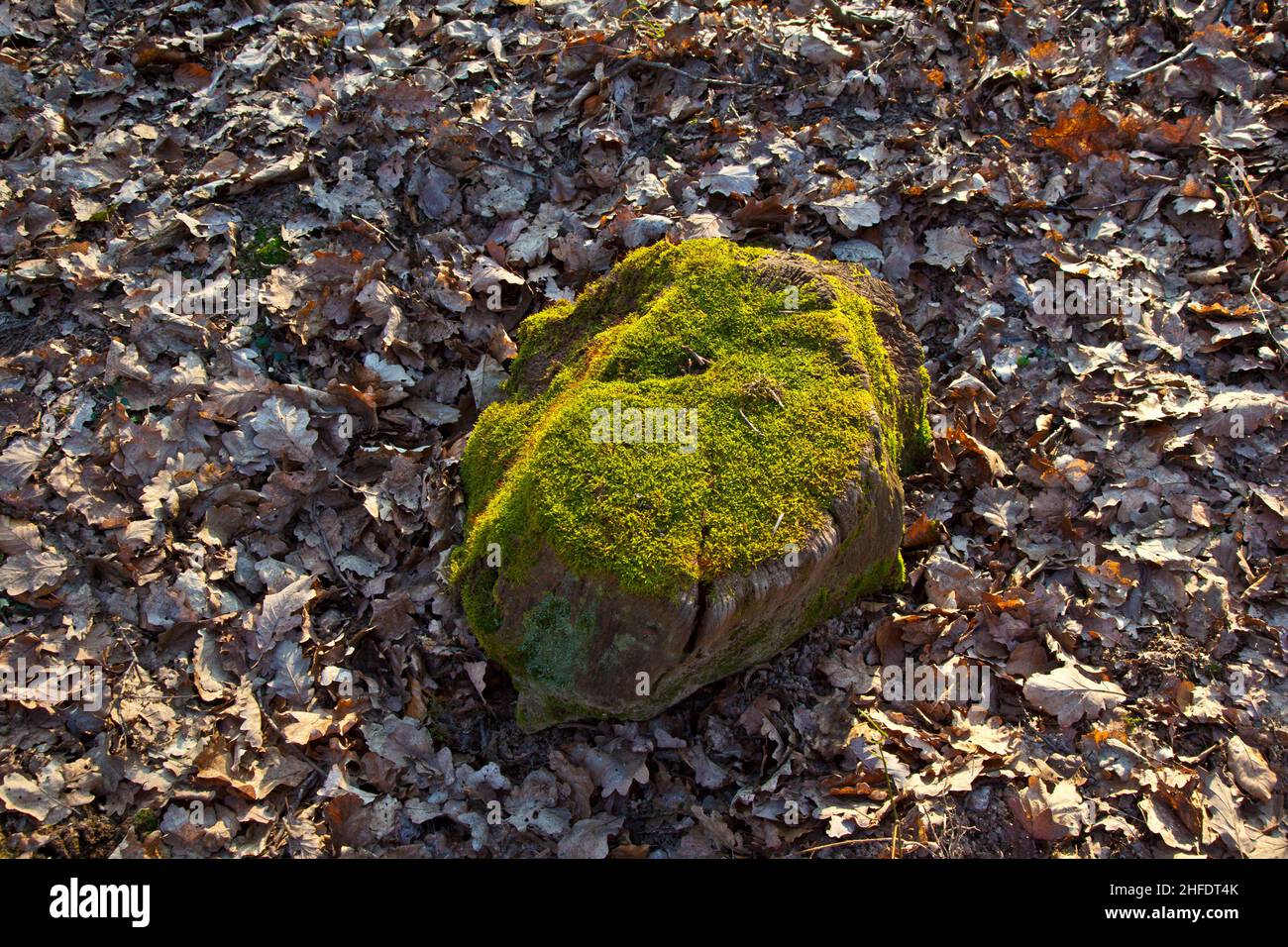 stump of oak tree in forest Stock Photo - Alamy