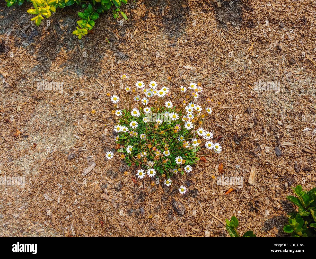 Miniature Daisy (Bellium minutum) flowers have thin pure white petals ...
