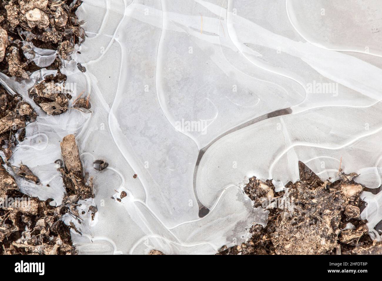 ice puddle in the oak forest gives a harmonic structure Stock Photo - Alamy