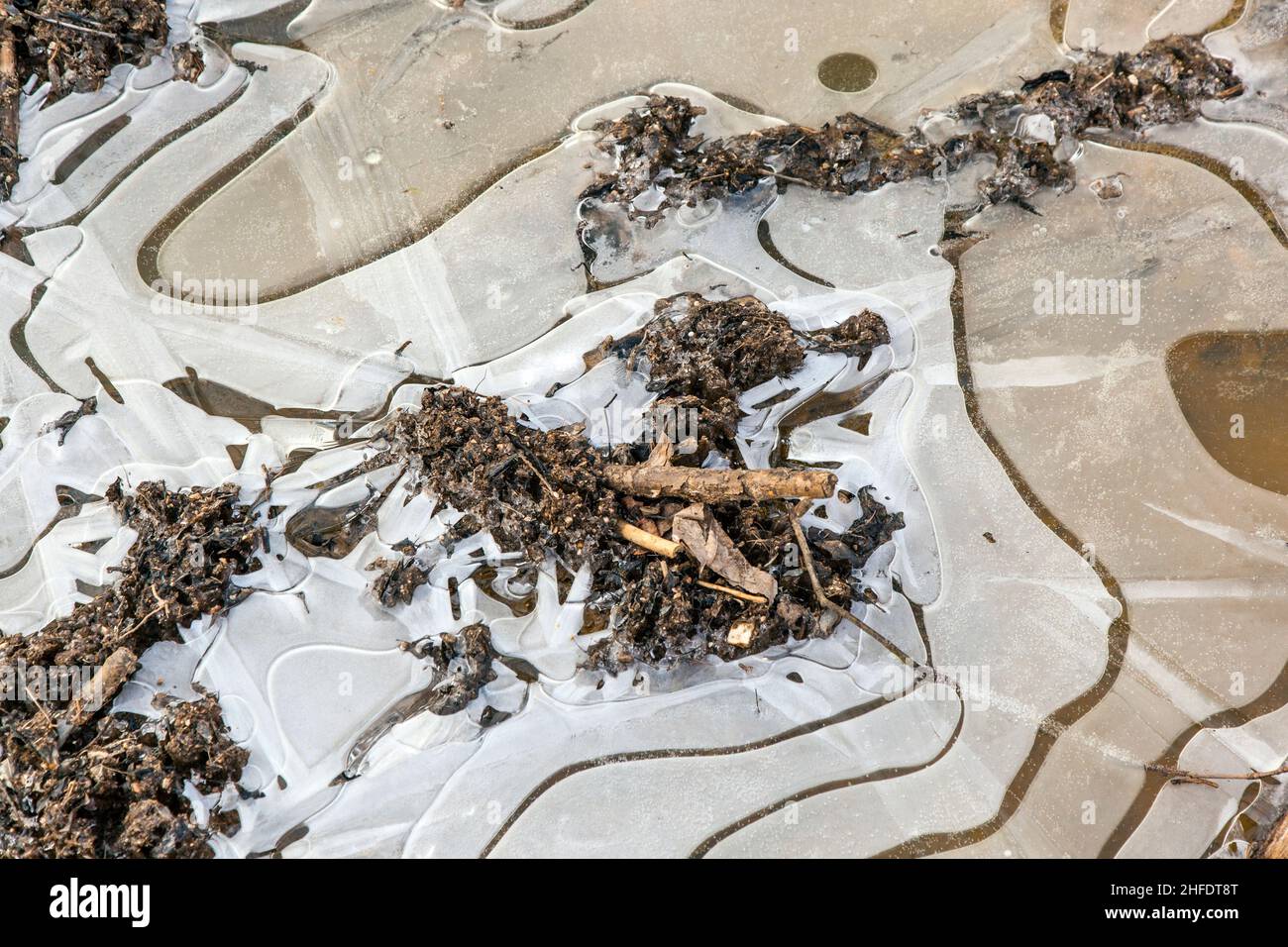 ice puddle in the oak forest gives a harmonic structure Stock Photo - Alamy