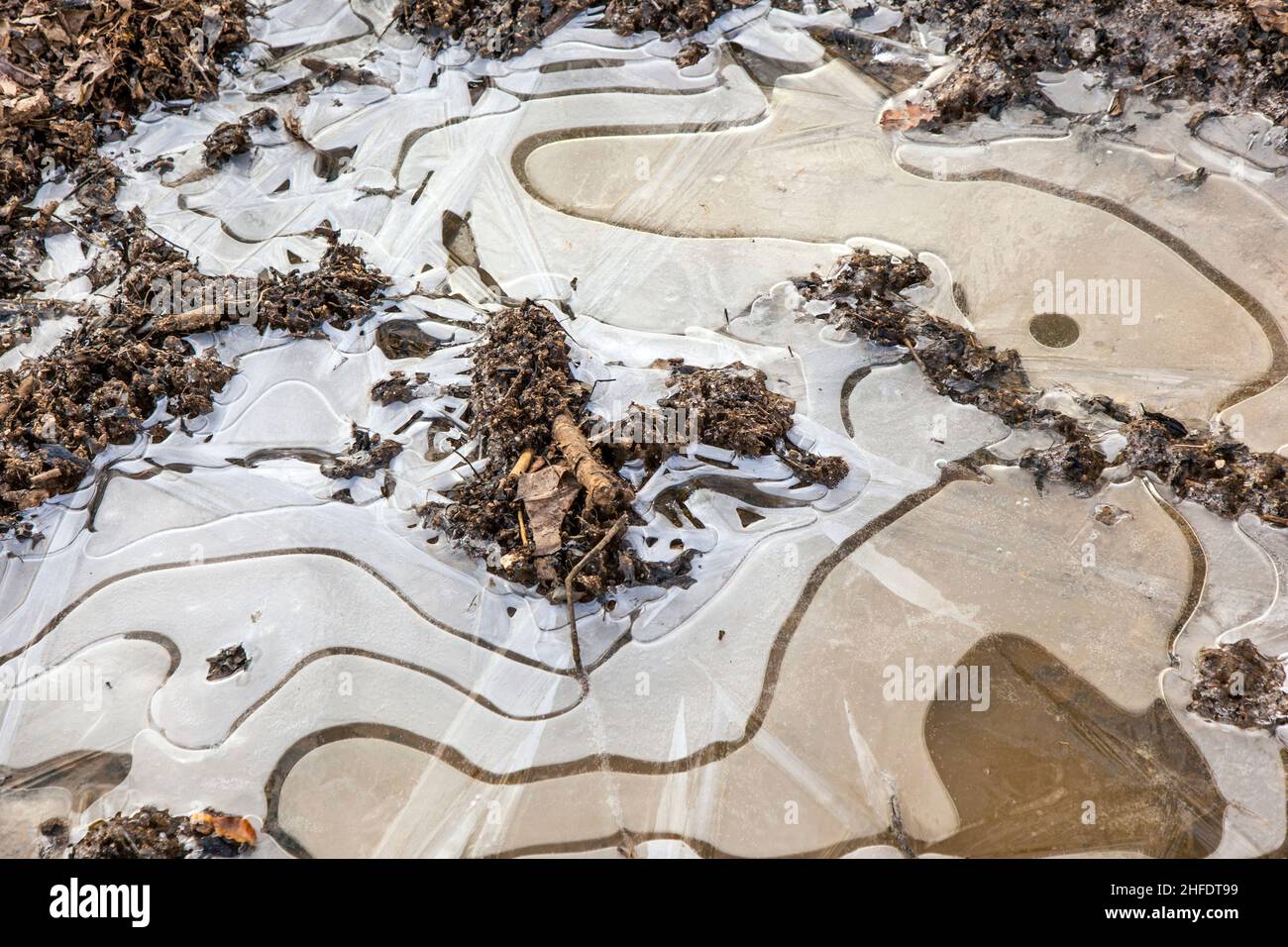 Ice age plants hi-res stock photography and images - Alamy
