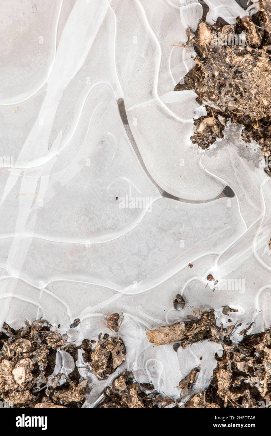 ice puddle in the oak forest gives a harmonic structure Stock Photo - Alamy