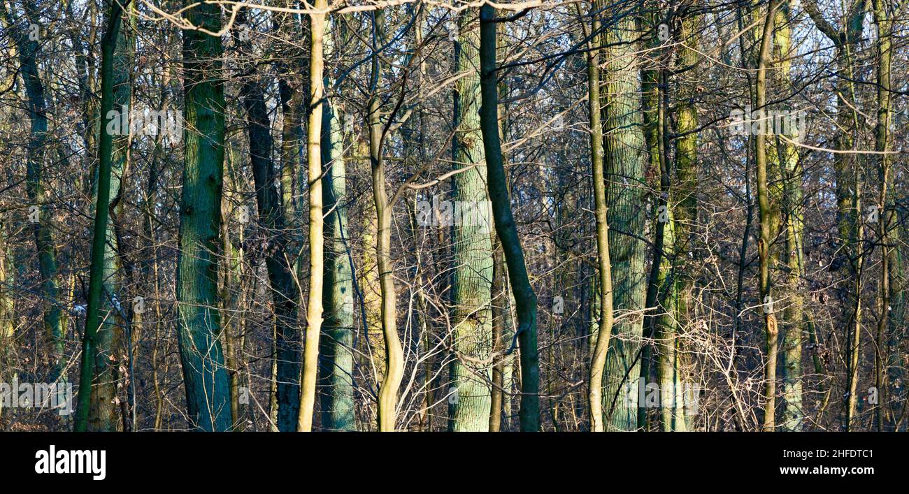 row of young oak trees give a harmonic pattern of nature Stock Photo ...