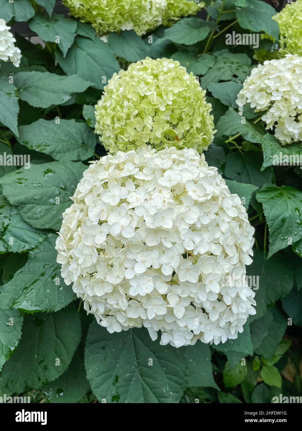 Bigleaf hydrangea (Hydrangea macrophylla) is a species of flowering ...