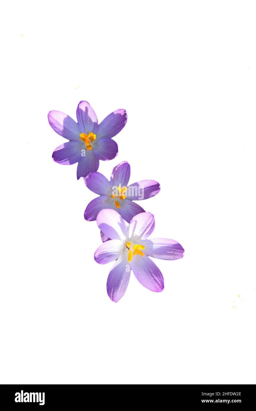 Garden of blooms Cut Out Stock Images & Pictures - Alamy