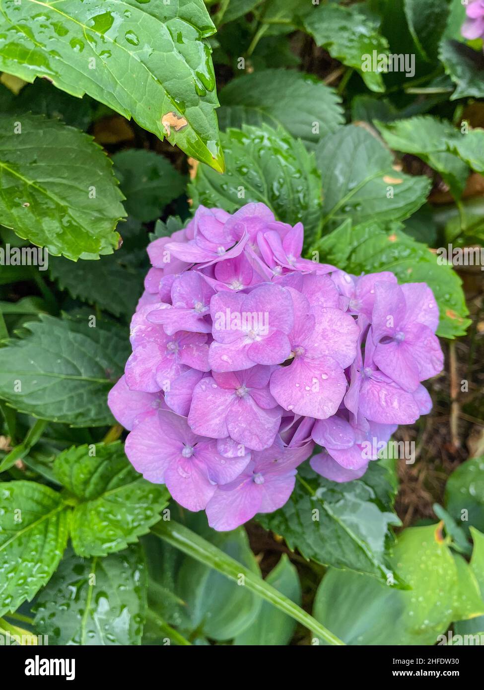 Bigleaf hydrangea (Hydrangea macrophylla) is a species of flowering ...
