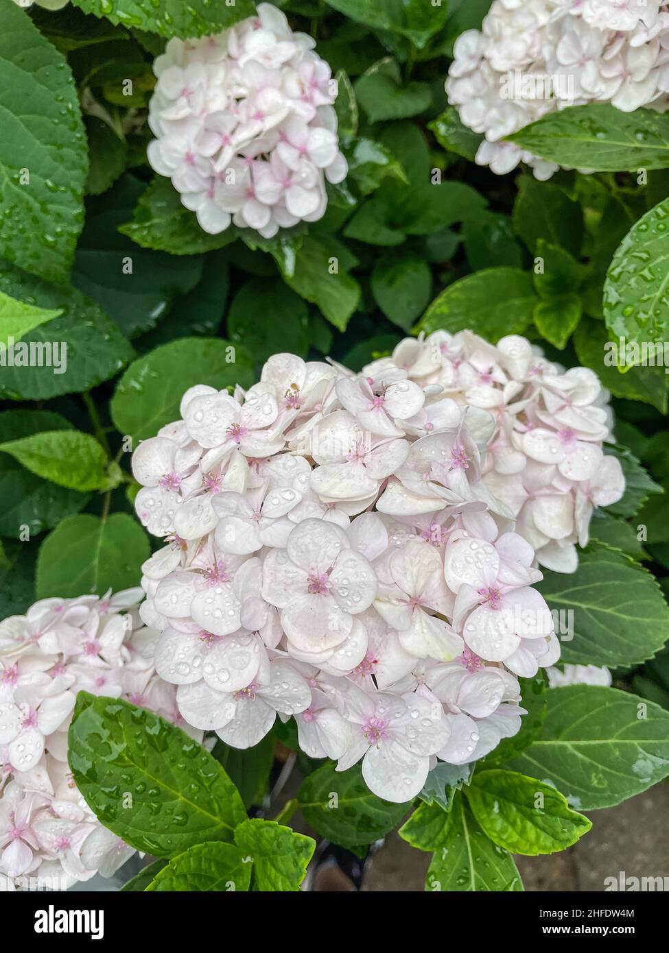 Bigleaf hydrangea (Hydrangea macrophylla) is a species of flowering ...