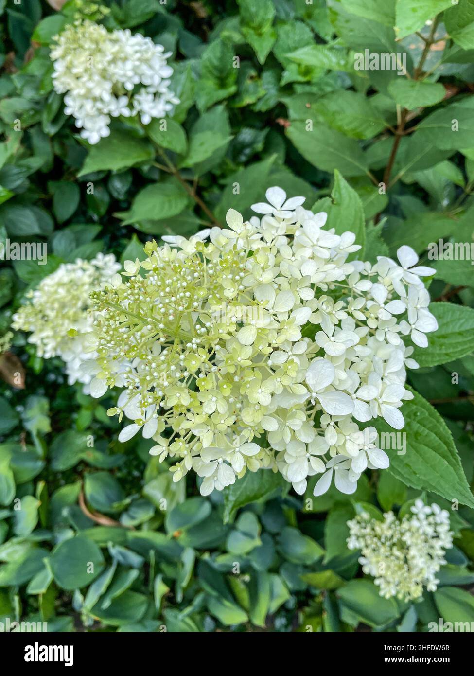 Bigleaf hydrangea (Hydrangea macrophylla) is a species of flowering ...