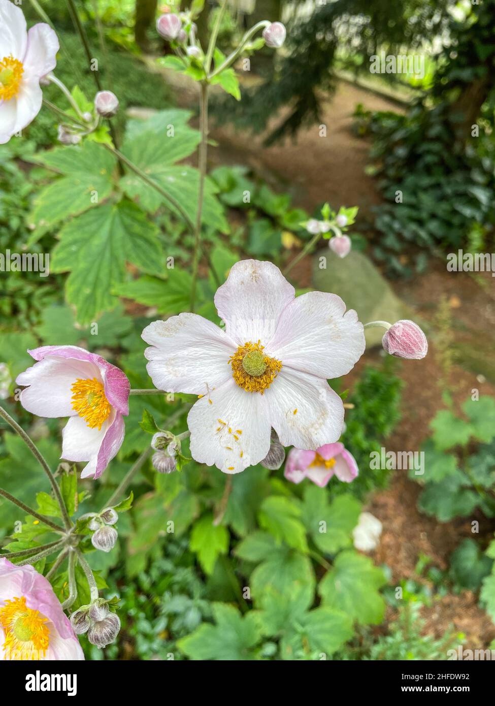 Japanese Anemone (Eriocapitella hupehensis), a species of flowering ...