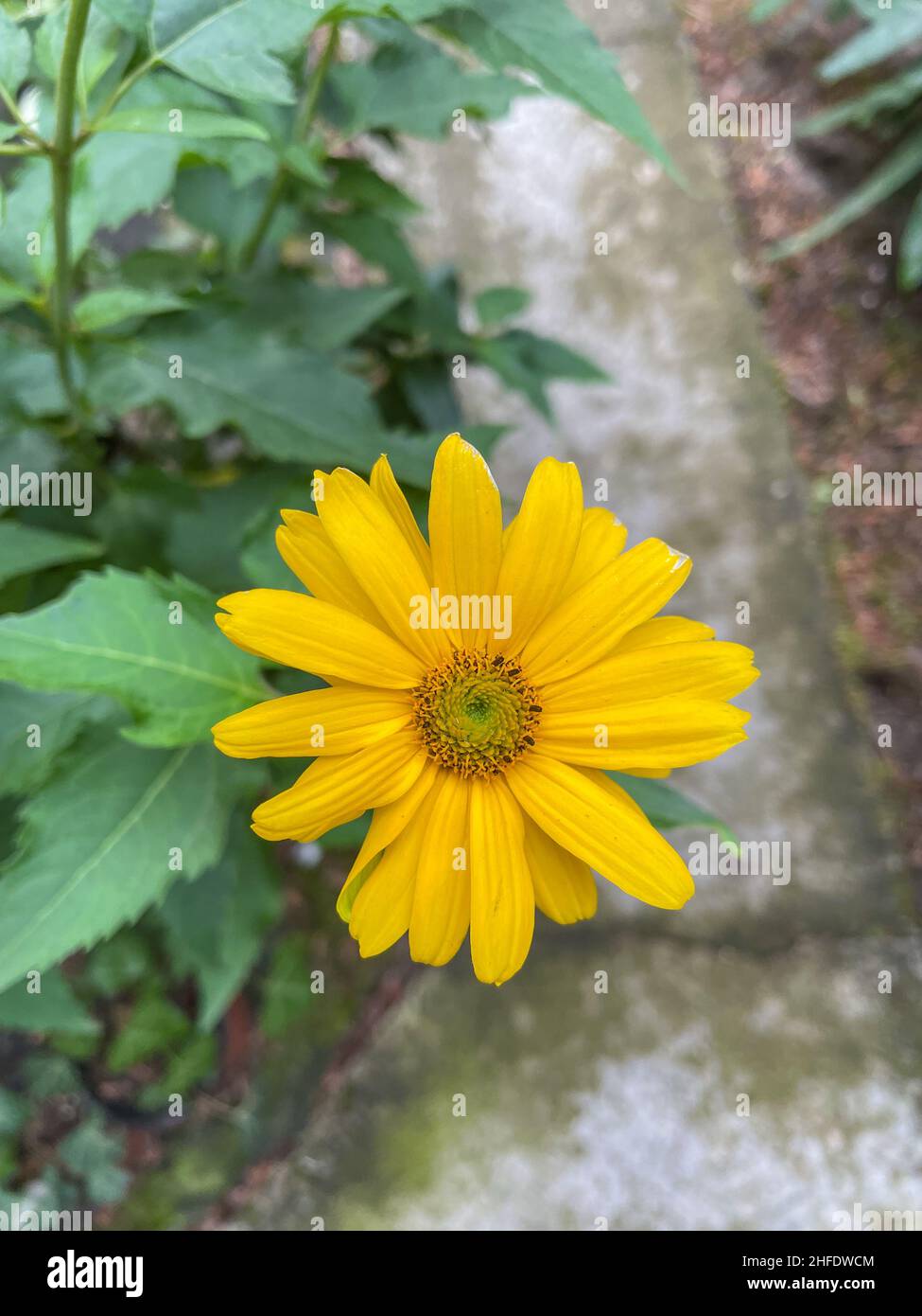 False sunflower (Heliopsis helianthoides) is a species of flowering ...