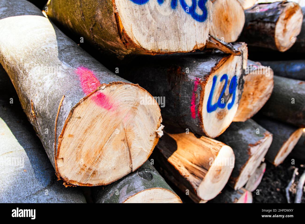 detail of stapled wood in the forest Stock Photo - Alamy