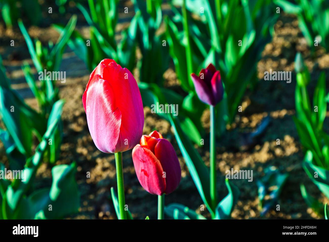 Spring field with blooming colorful tulips in detail Stock Photo - Alamy