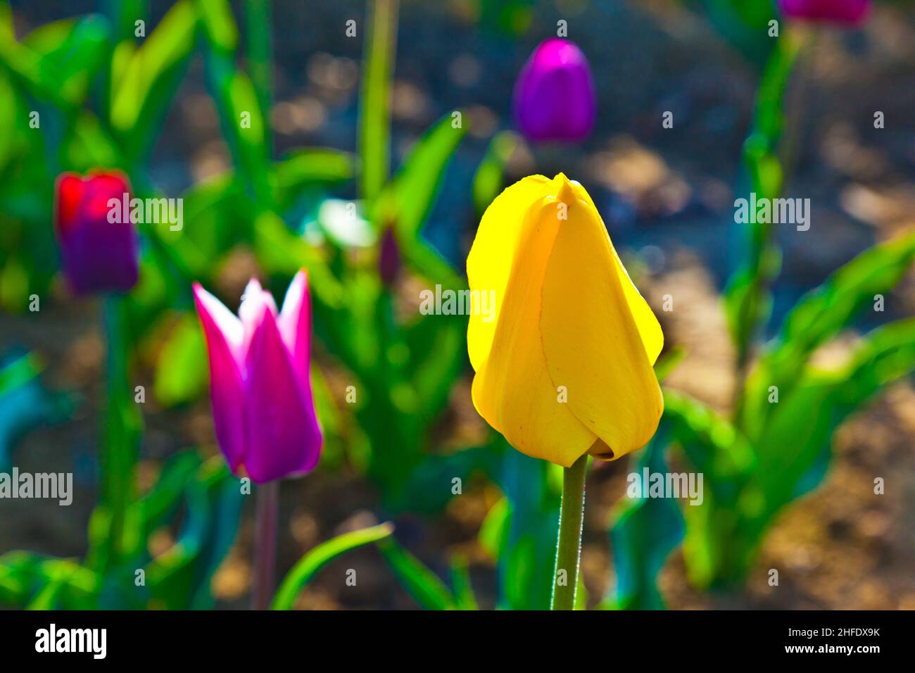 Spring field with blooming colorful tulips in detail Stock Photo - Alamy