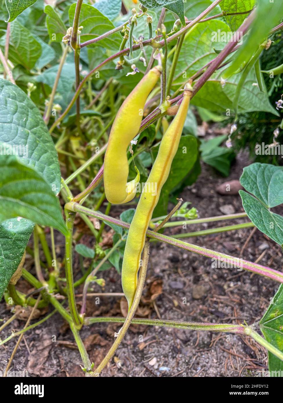French bean (Phaseolus vulgaris) is a herbaceous annual plant grown ...