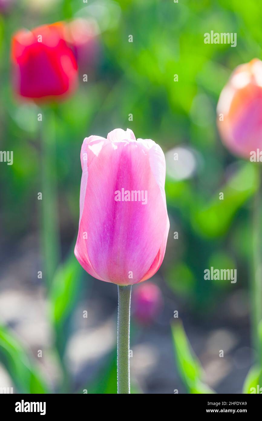 Spring field with blooming colorful tulips in detail Stock Photo - Alamy