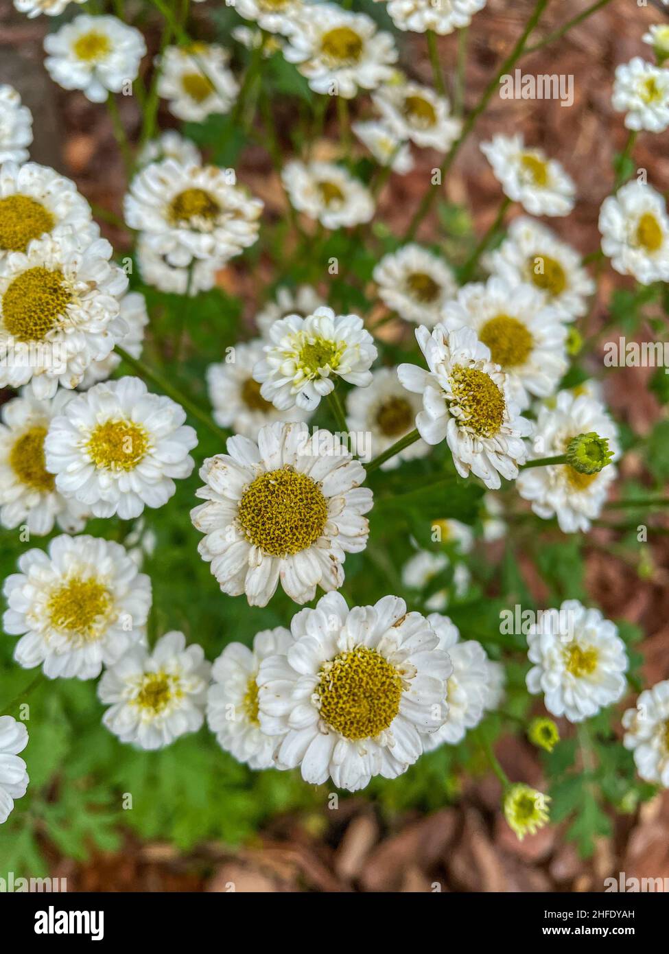 Feverfew (Tanacetum parthenium) is a flowering plant in the daisy ...