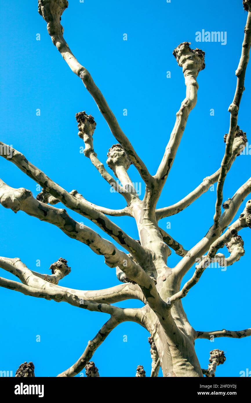 Plane maple deciduous tree hi-res stock photography and images - Alamy