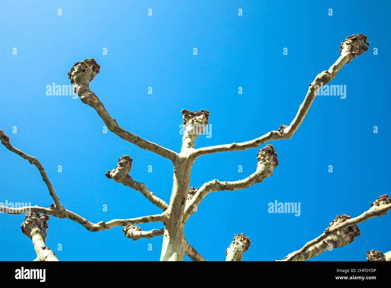plane tree with blue sky in spring Stock Photo - Alamy