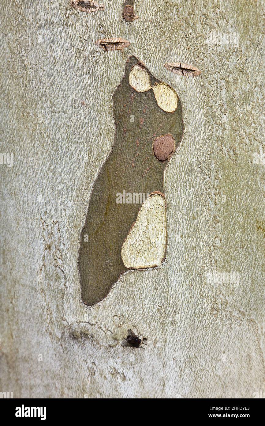 Plane tree mottled bark hi-res stock photography and images - Alamy