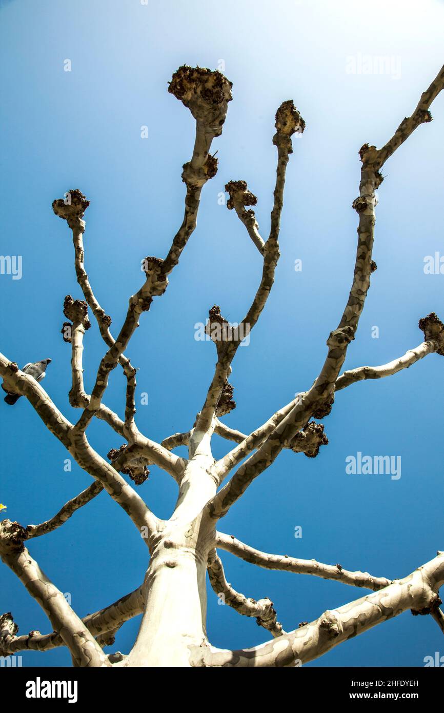 plane tree with blue sky in spring Stock Photo - Alamy