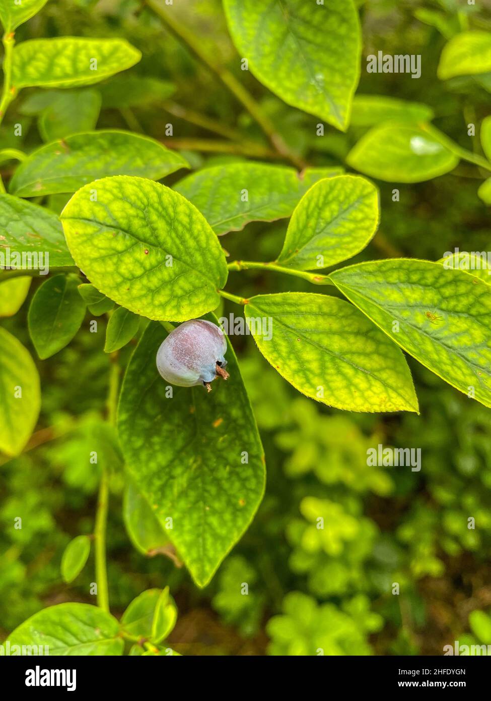 Northern highbush blueberry (Vaccinium corymbosum) is a North American ...