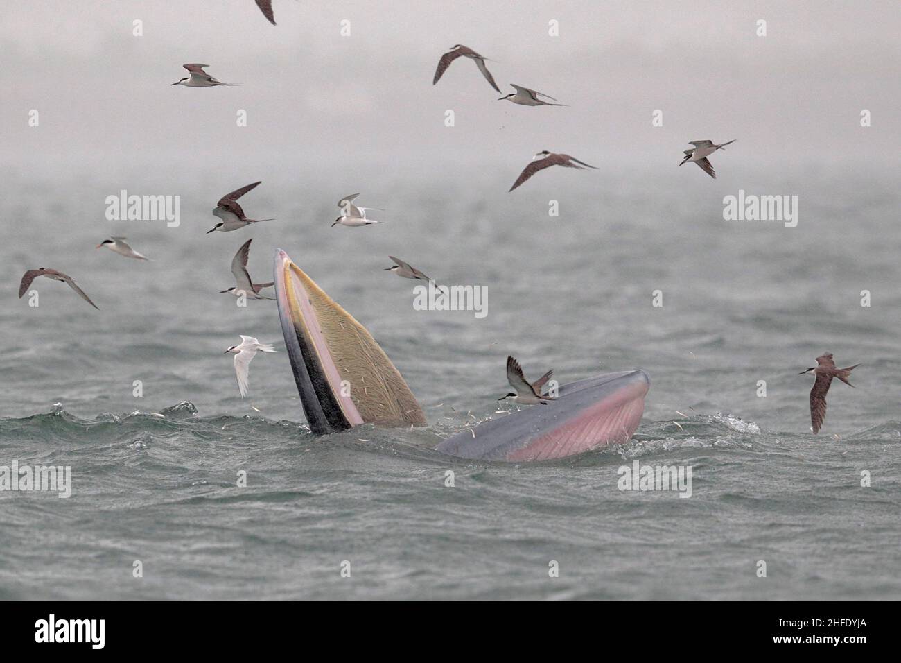 Eden's Whale (Balaenoptera edeni), feeding at sea surface, Mirs Bay ...