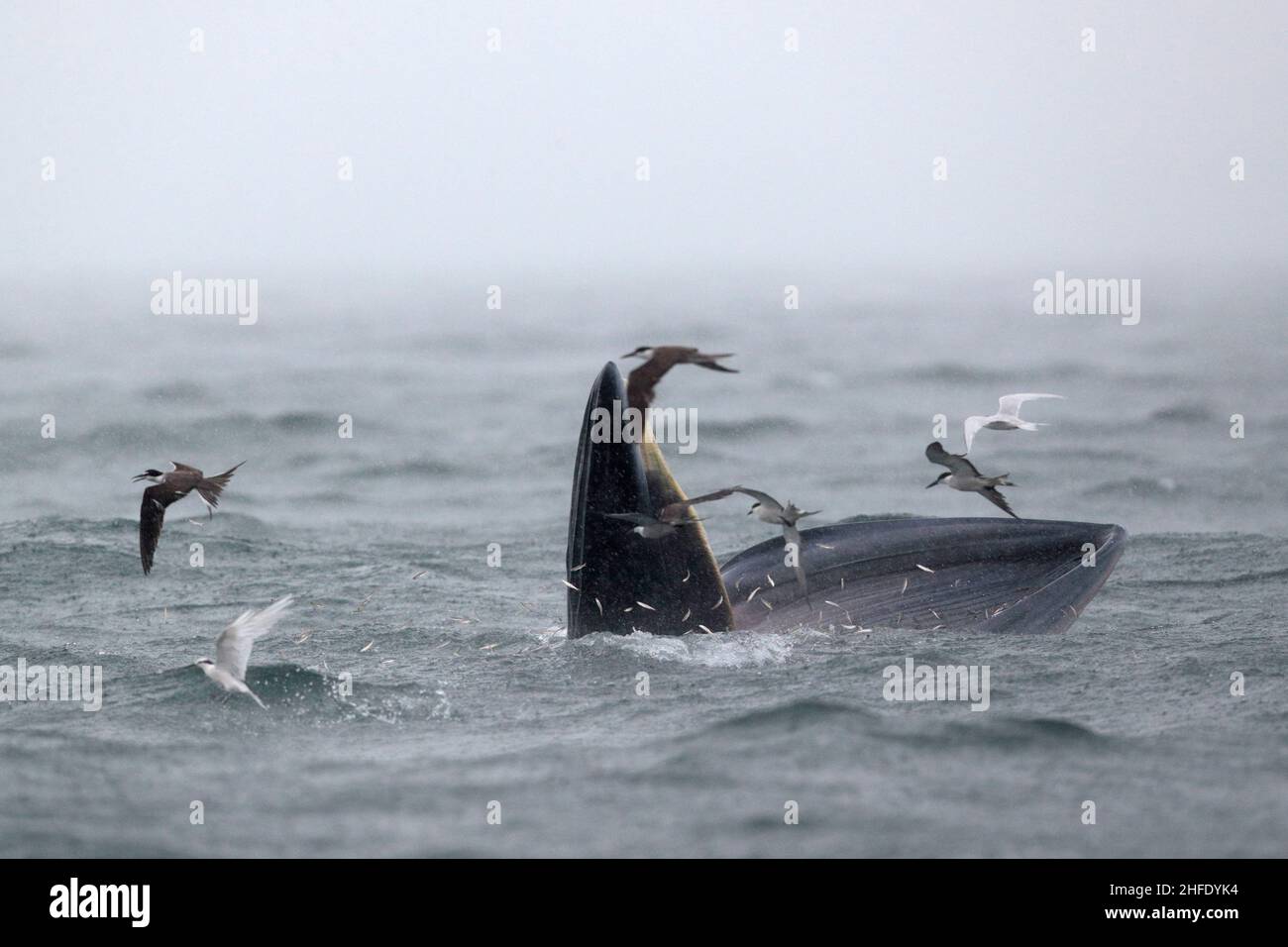 Eden's Whale (Balaenoptera edeni), feeding at sea surface, Mirs Bay ...