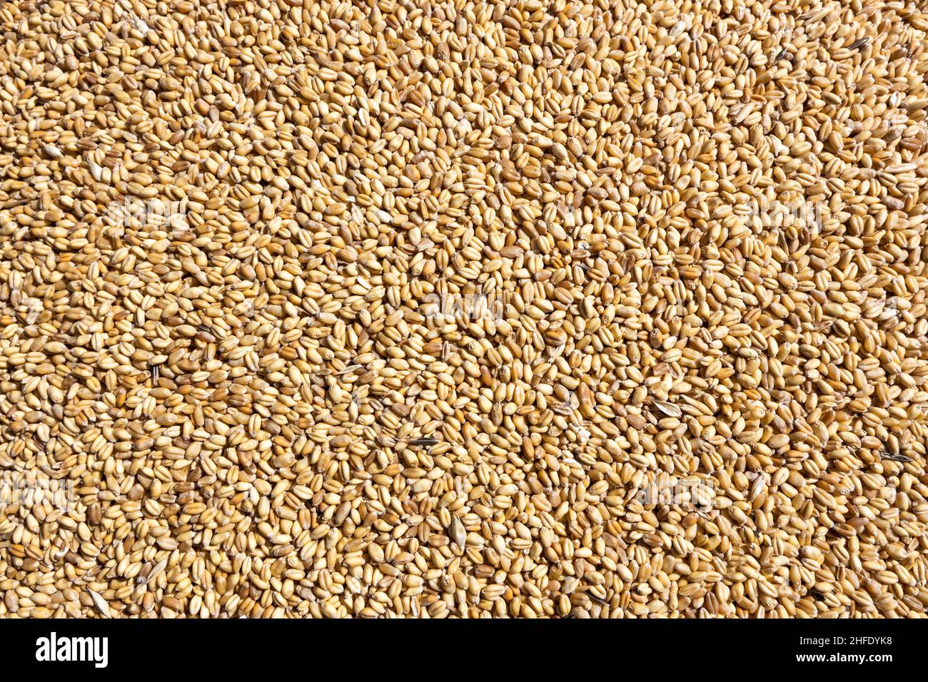 wheat berry grains texture background. Ecological concept Stock Photo ...