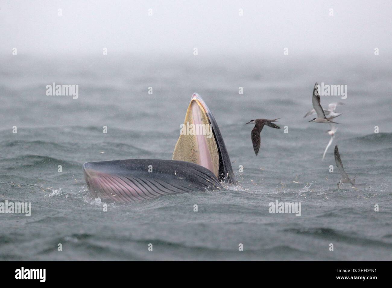 Eden's Whale (Balaenoptera edeni), feeding at sea surface, Mirs Bay ...