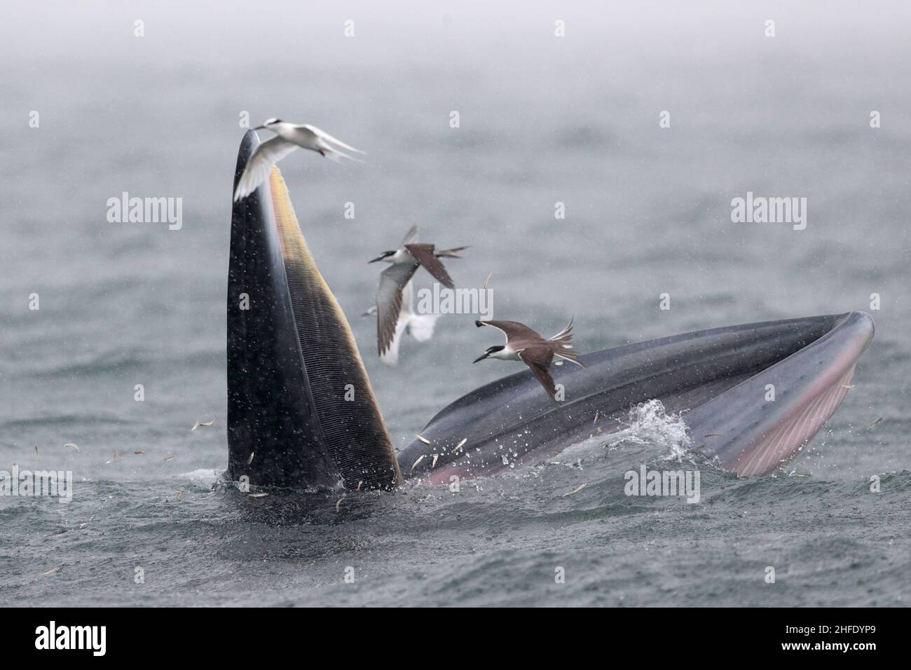 Eden's Whale (Balaenoptera edeni), feeding at sea surface, Mirs Bay ...