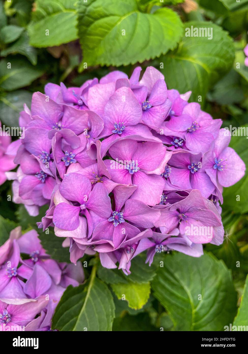 Bigleaf hydrangea (Hydrangea macrophylla) is a species of flowering ...